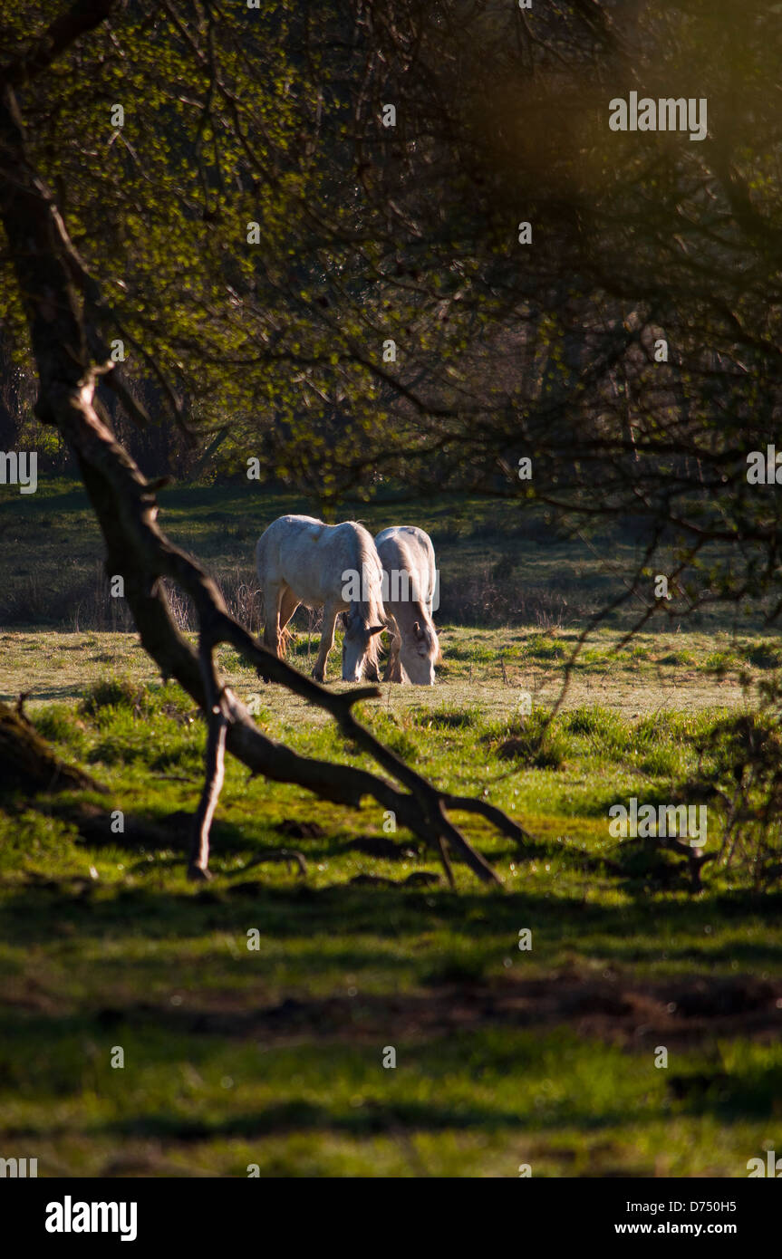 Ponies horses in farm field Stock Photo - Alamy