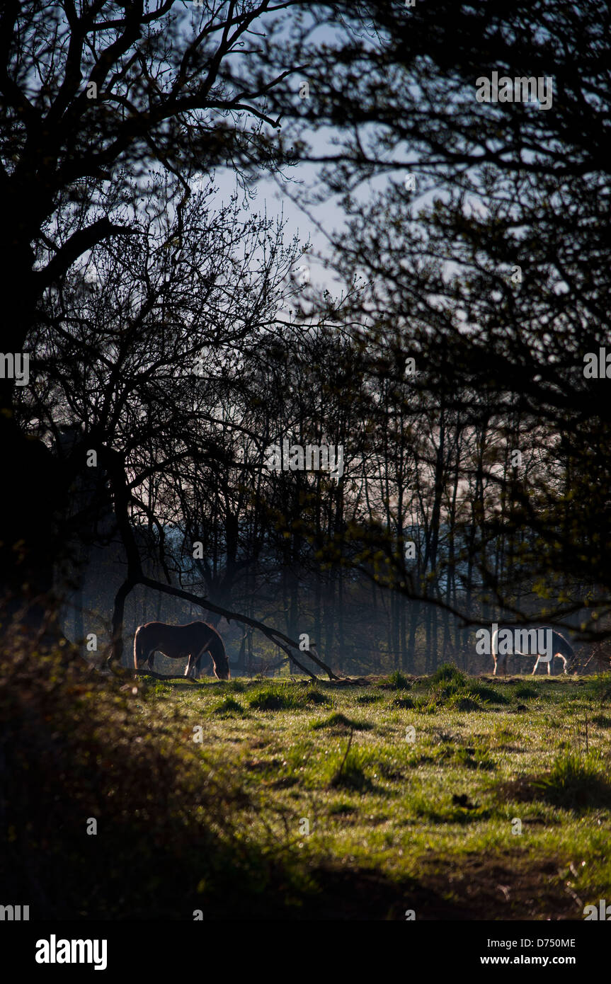 Ponies horses in farm field Stock Photo - Alamy