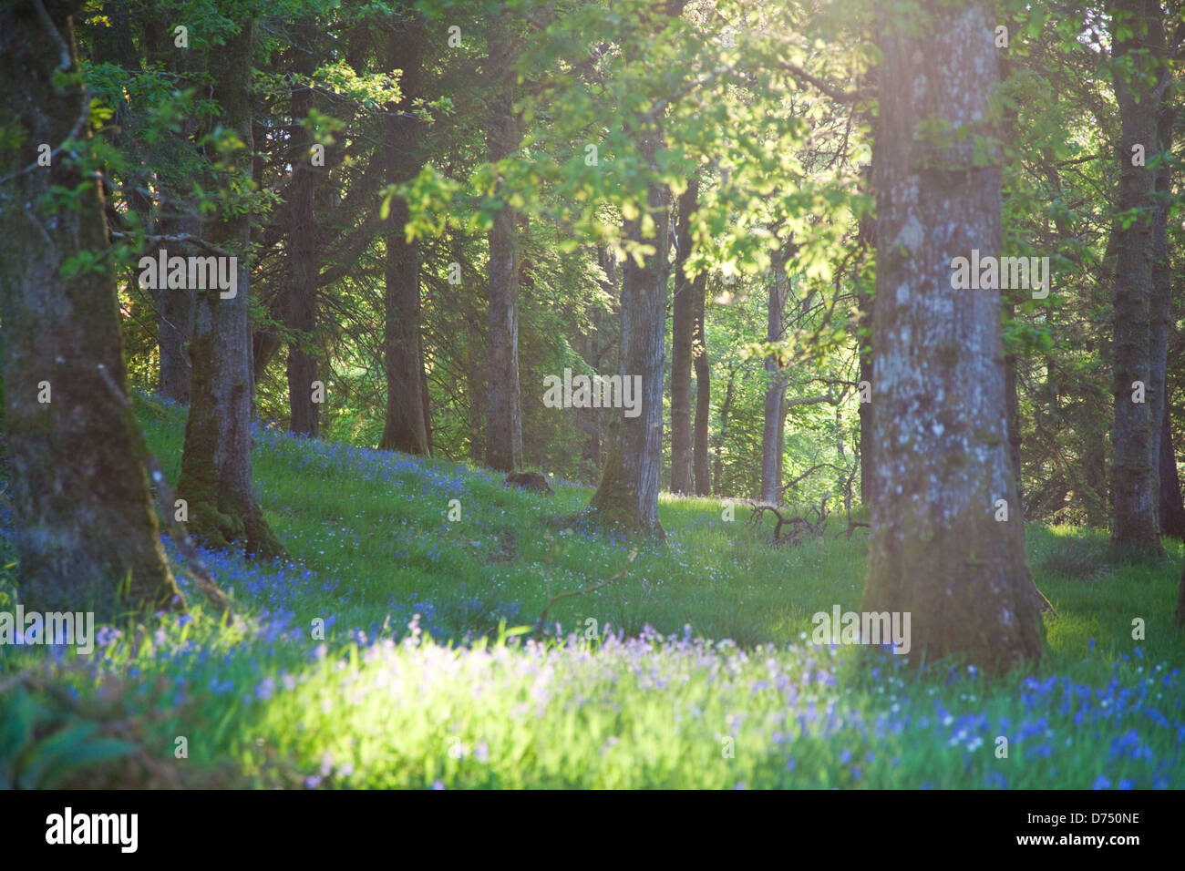 Oak woods scotland hi-res stock photography and images - Alamy