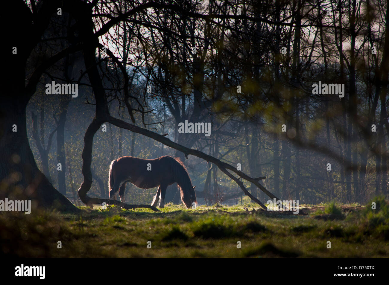 Ponies horses in farm field Stock Photo - Alamy