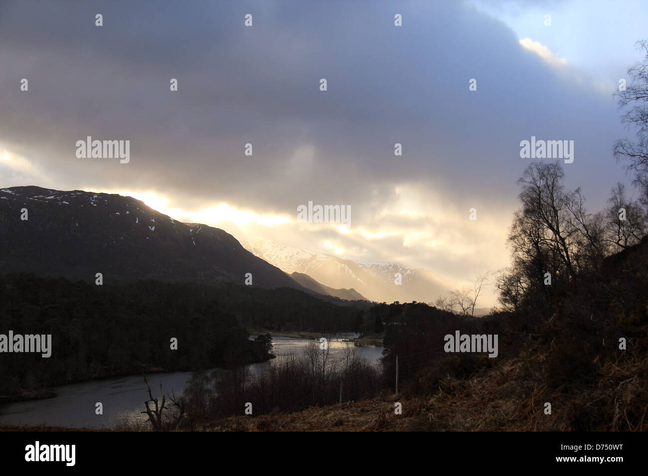 Culling of trees hi-res stock photography and images - Alamy