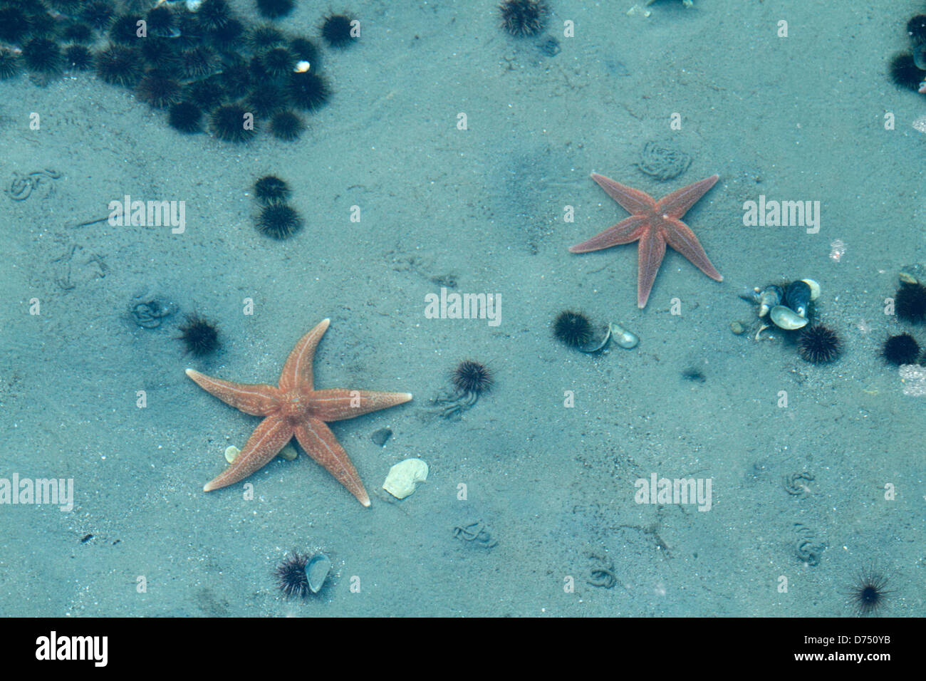 Arctic ocean starfish hi-res stock photography and images - Alamy