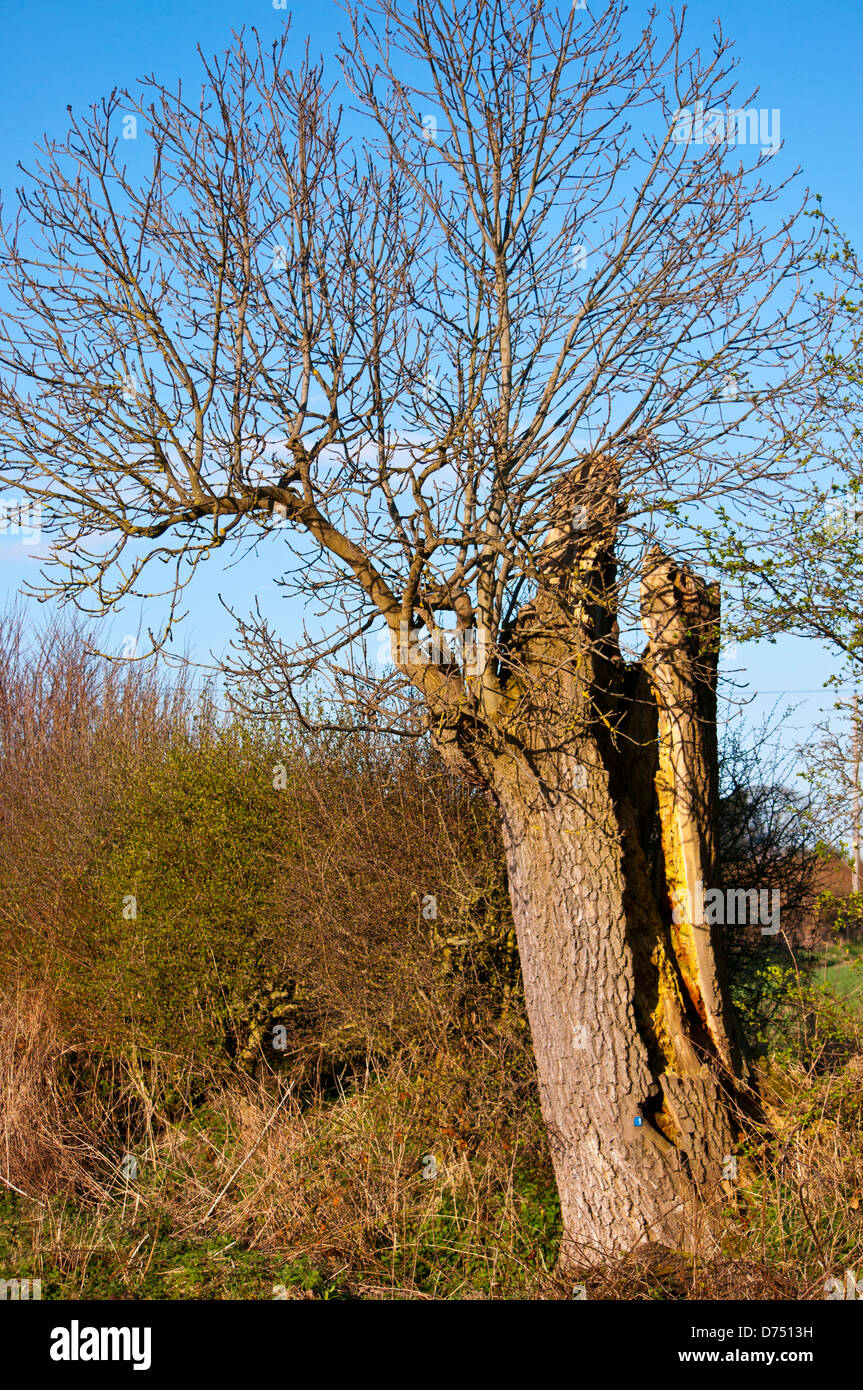 Split tree hi-res stock photography and images - Alamy