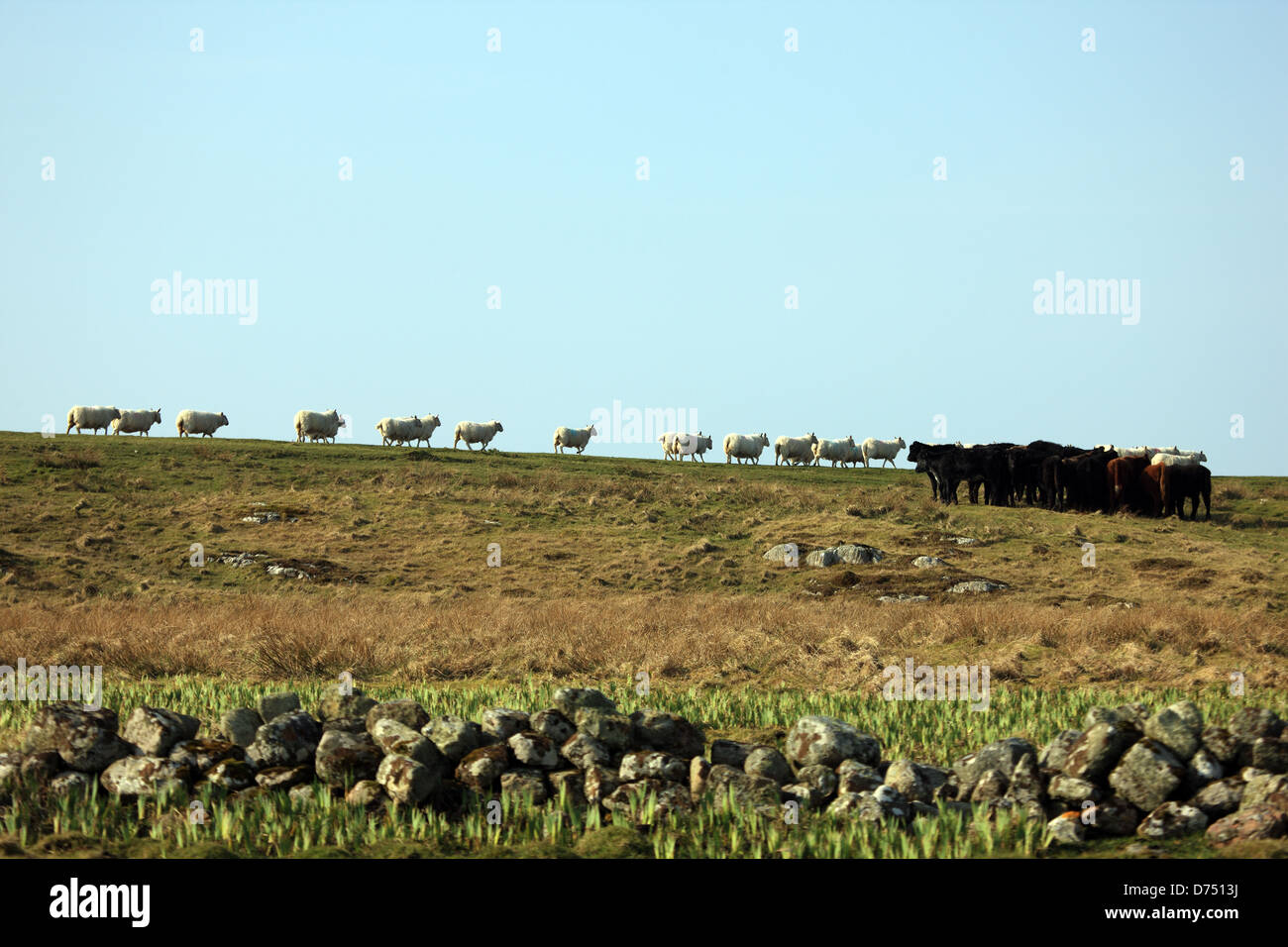 Following like sheep - line of sheep following one another on the brow ...