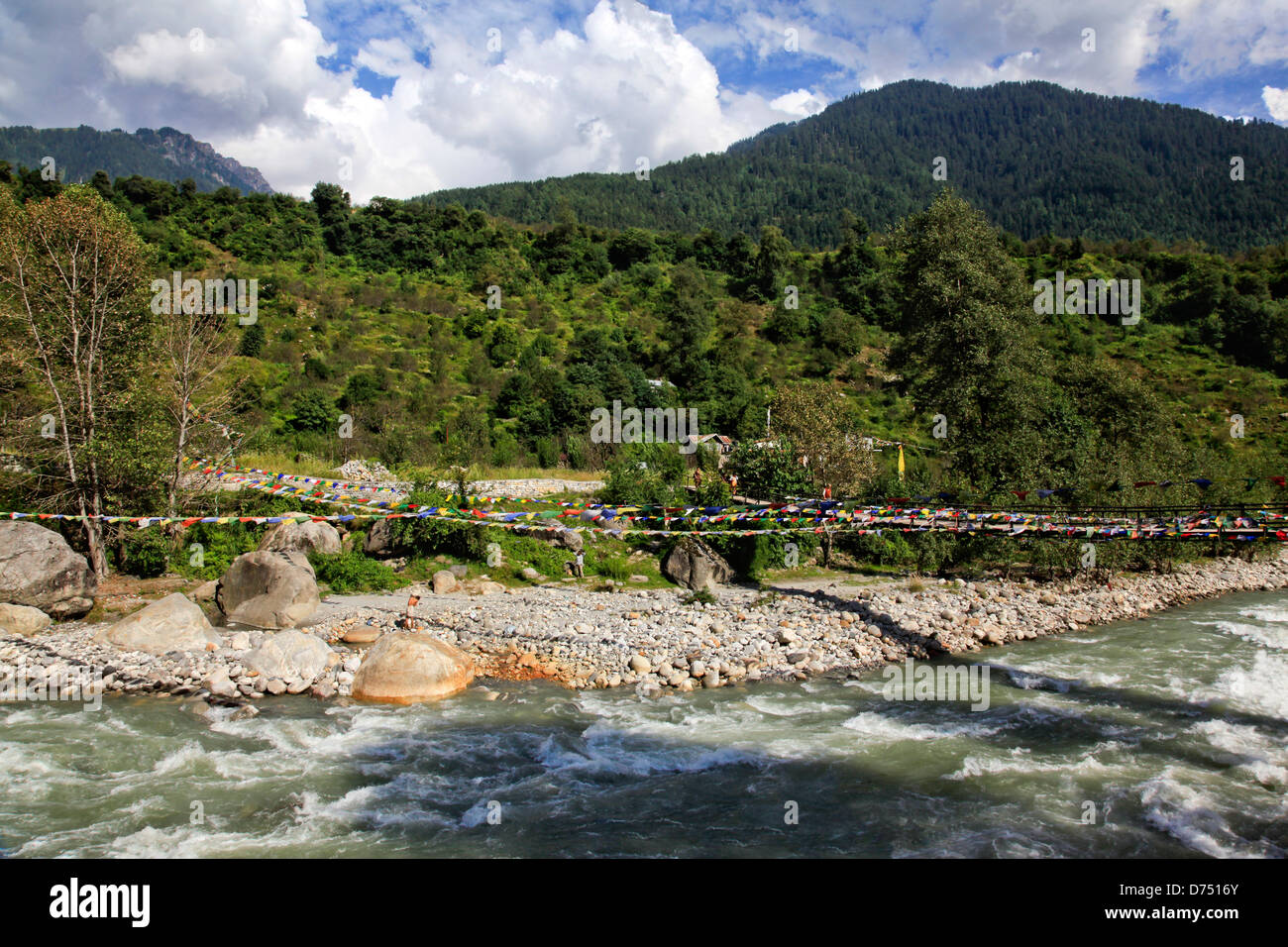 Trees on a hill, Manali, Himachal Pradesh, India Stock Photo - Alamy