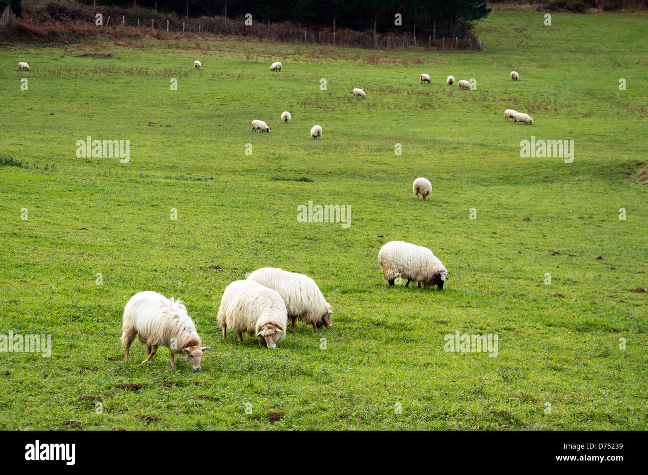 Woolly flock hi-res stock photography and images - Alamy