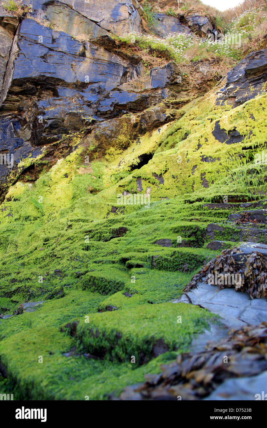 Algae covered steps hi-res stock photography and images - Alamy