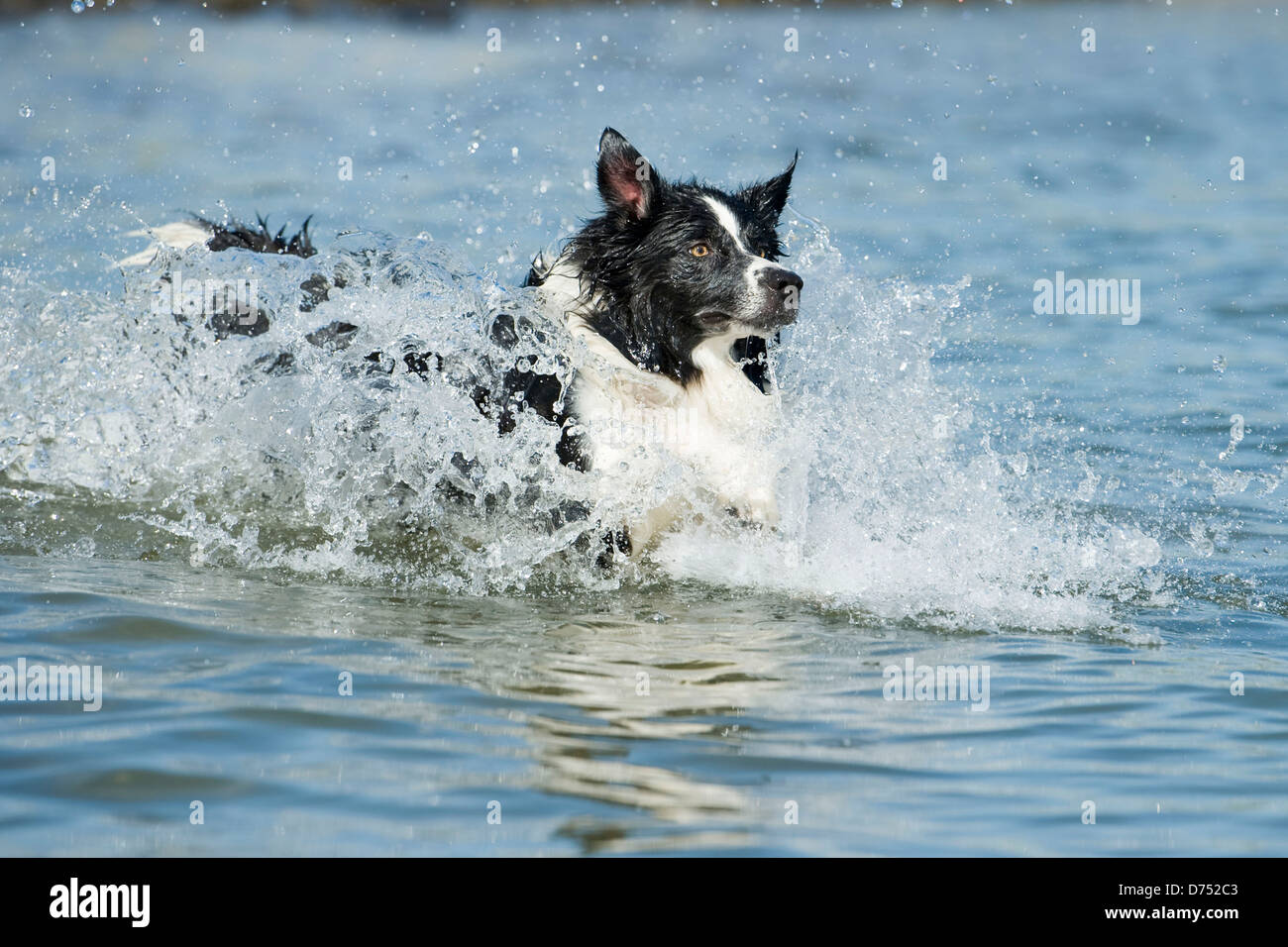 bathing Border Collie Stock Photo - Alamy