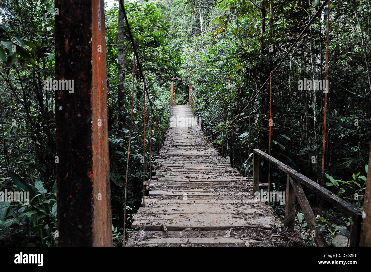 Bridge in the jungle Stock Photo - Alamy