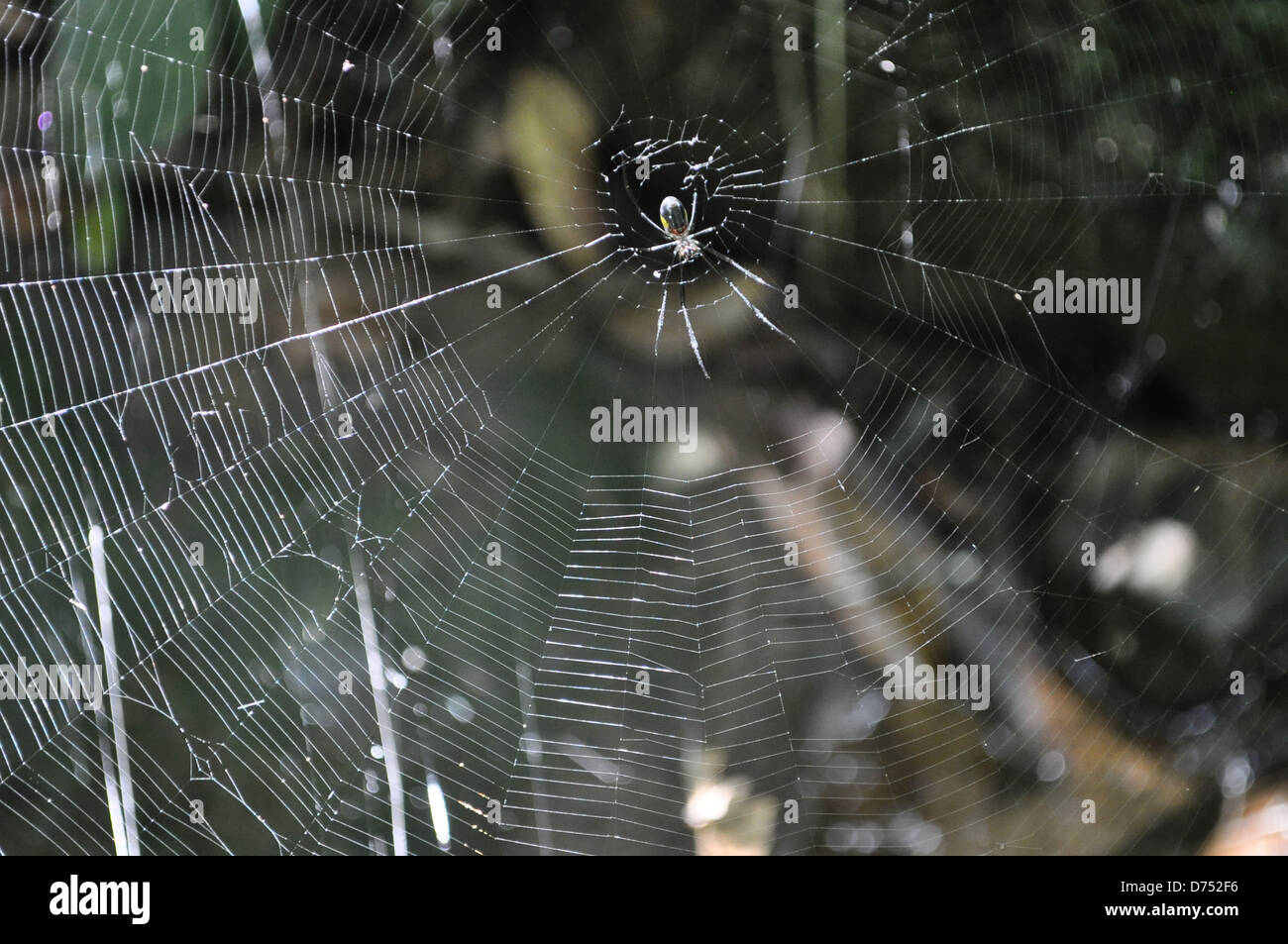 Colombia spider hi-res stock photography and images - Alamy