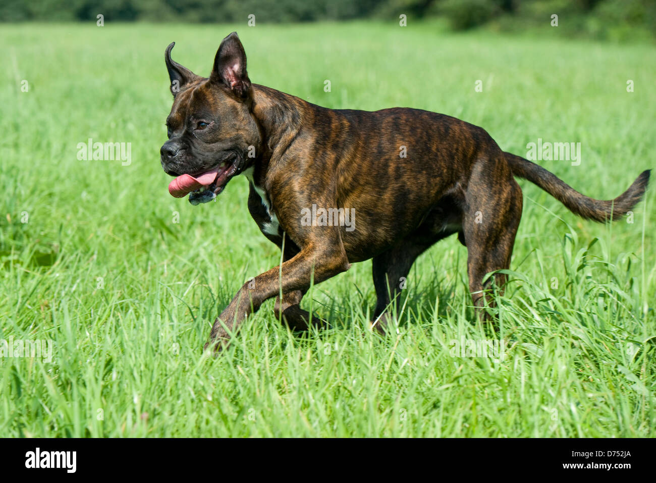 running German Boxer Stock Photo - Alamy