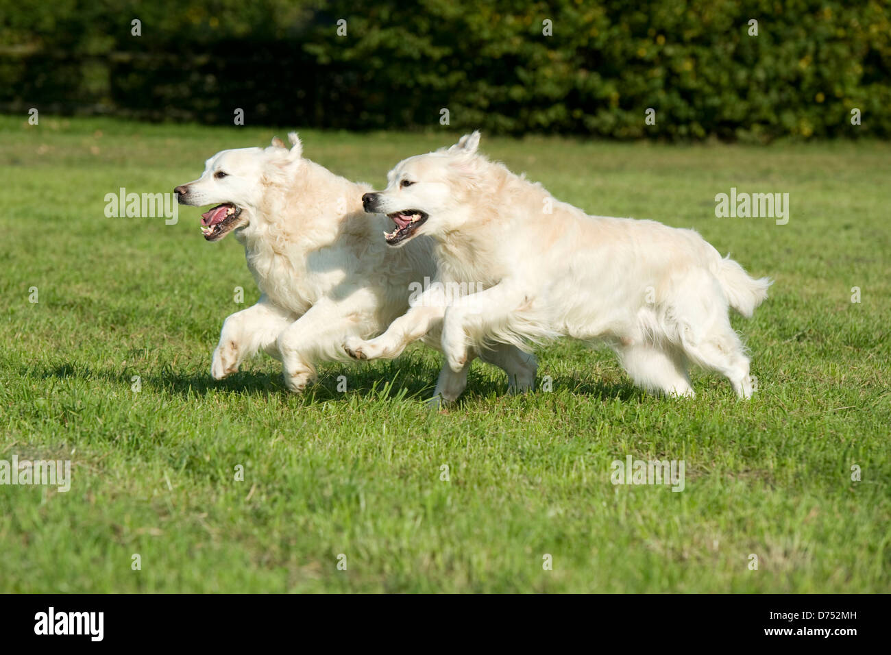 Two running hunting dogs hi-res stock photography and images - Alamy