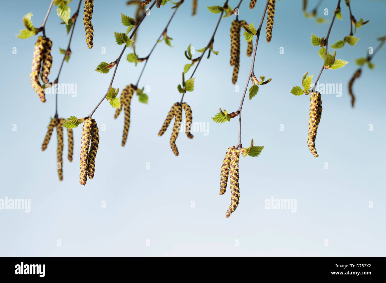 Birch tree flowers hi-res stock photography and images - Alamy