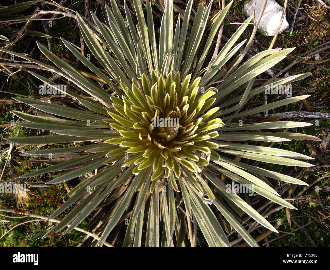 Frailejon hi-res stock photography and images - Alamy