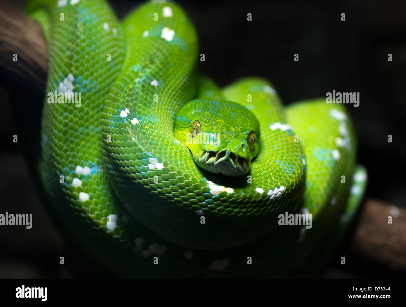 Green tree python (Morelia viridis), on a tree branch, dark background ...