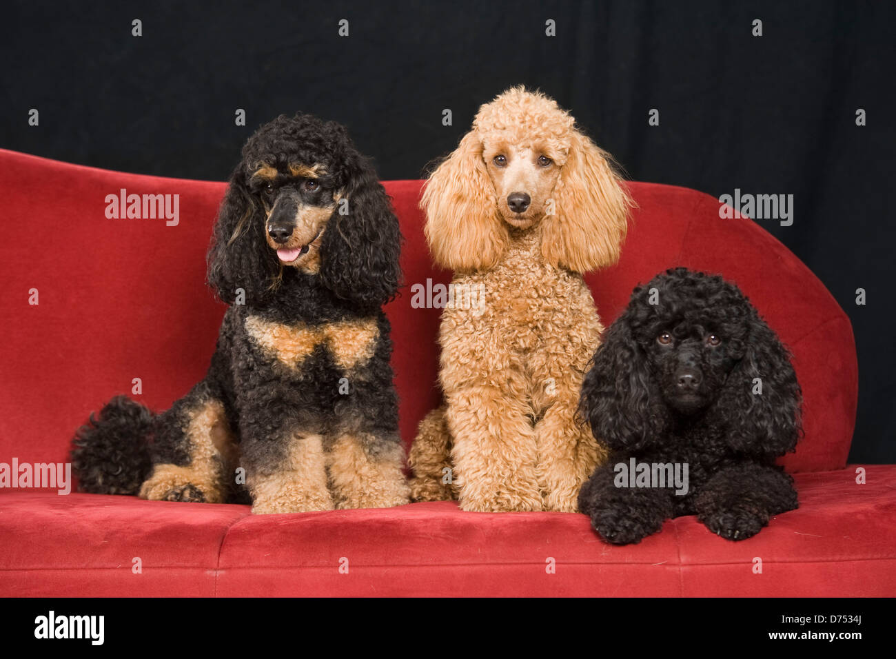 Three poodles hi-res stock photography and images - Alamy