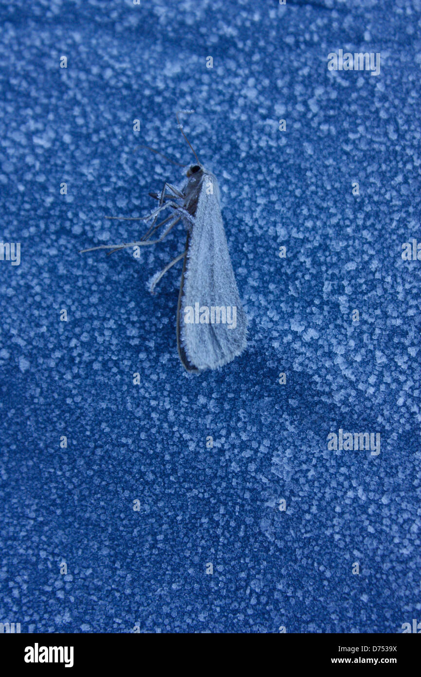 Insect frozen hi-res stock photography and images - Alamy