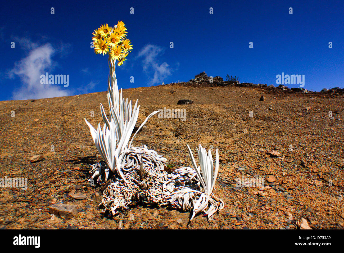 Frailejon Flowers at Natural NAtional Park El Cocuy Stock Photo - Alamy