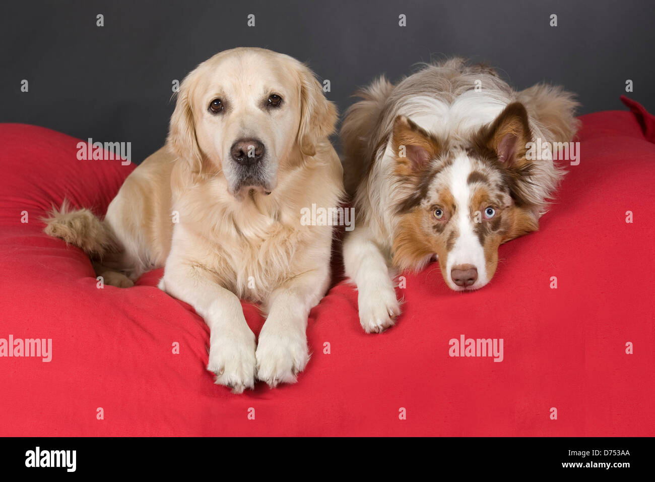 The australian smooth hound hi-res stock photography and images - Alamy