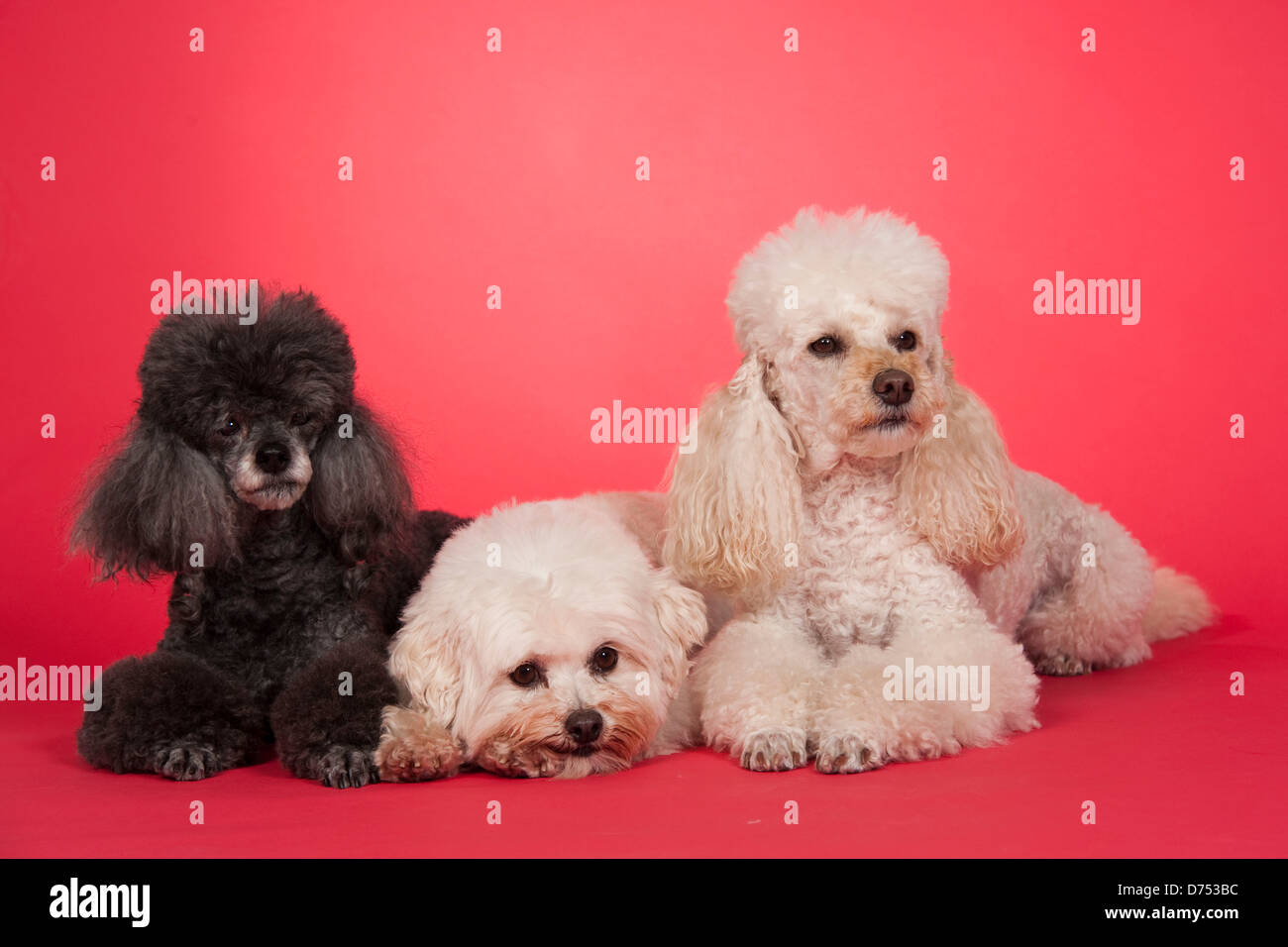 Three dogs lies hi-res stock photography and images - Alamy