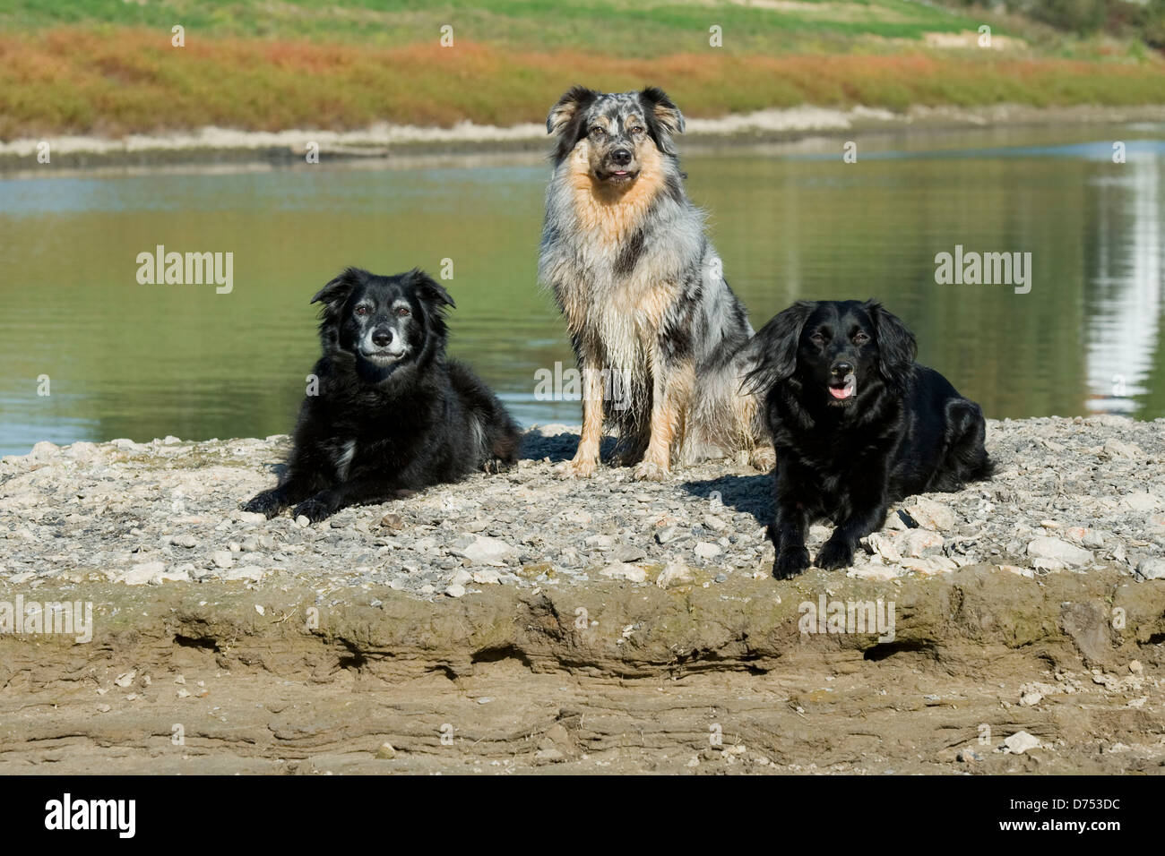 3 dogs lying hi-res stock photography and images - Alamy