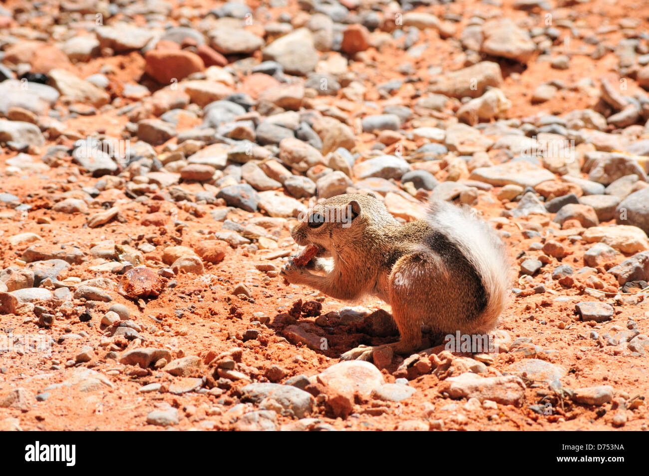 Desert Squirrel Facts