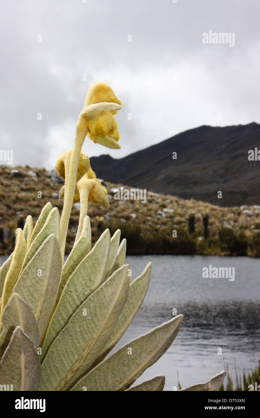Frailejón hi-res stock photography and images - Alamy