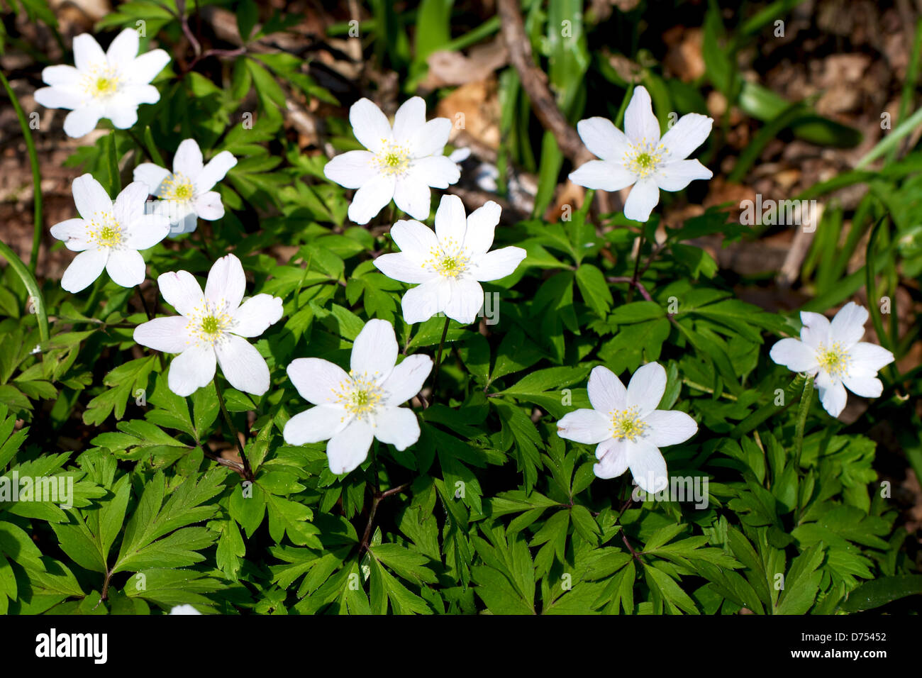 Wood Anemones Anemone Nemorosa growing wild in a woodland on Reigate ...
