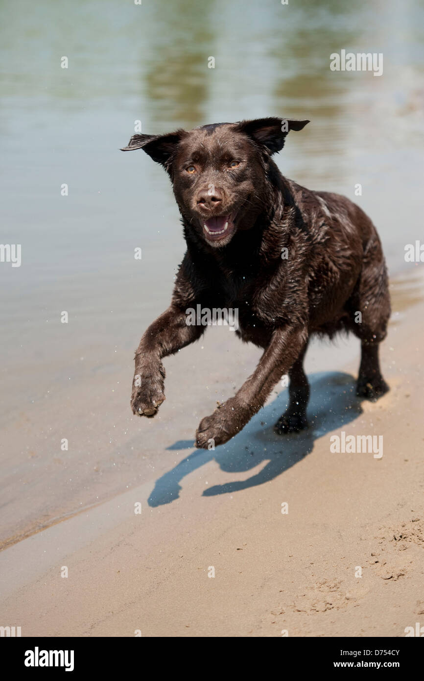 running Labrador Retriever Stock Photo - Alamy