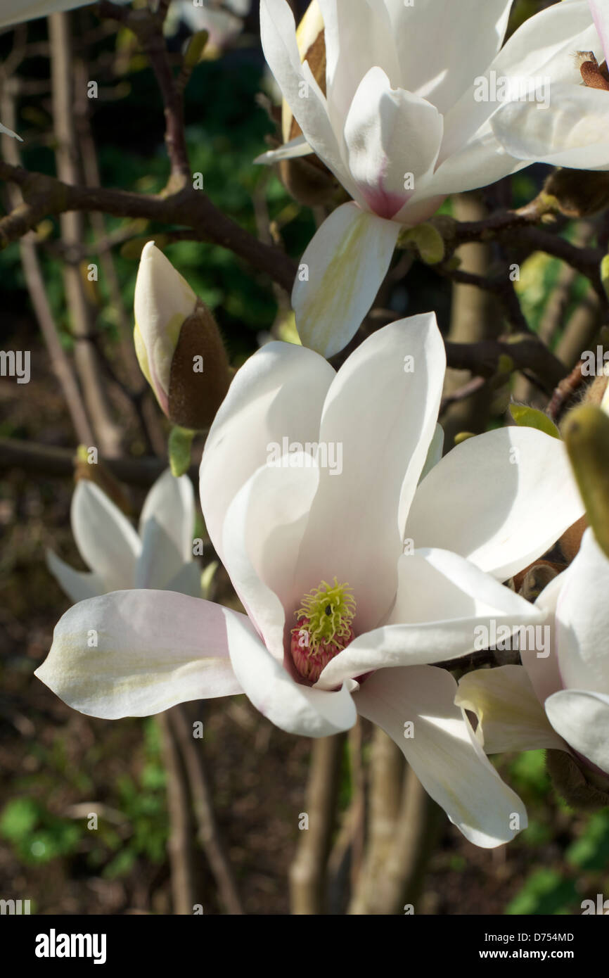Magnolia alba superba hi-res stock photography and images - Alamy