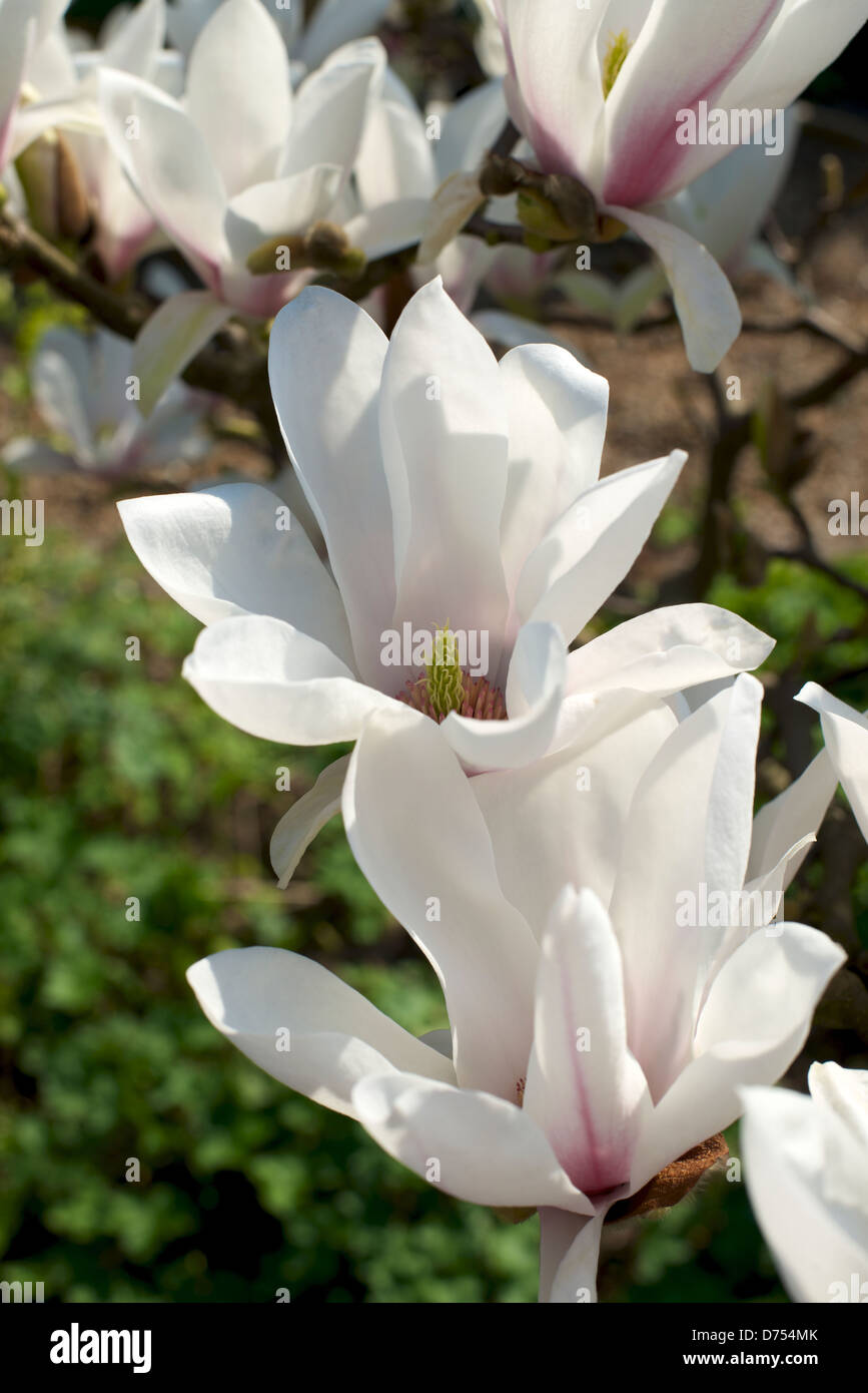 Magnolia Alba Superba shrub flowering in a sunny Surrey garden border ...