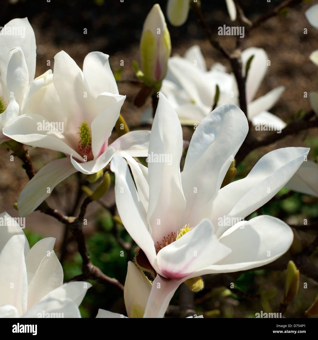 Magnolia Alba Superba shrub flowering in a sunny Surrey garden border ...