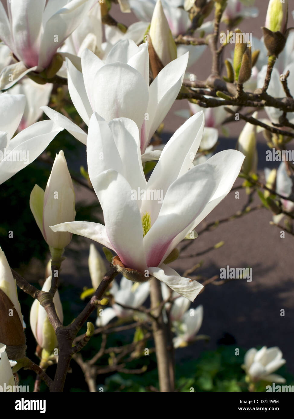 Magnolia alba superba hi-res stock photography and images - Alamy