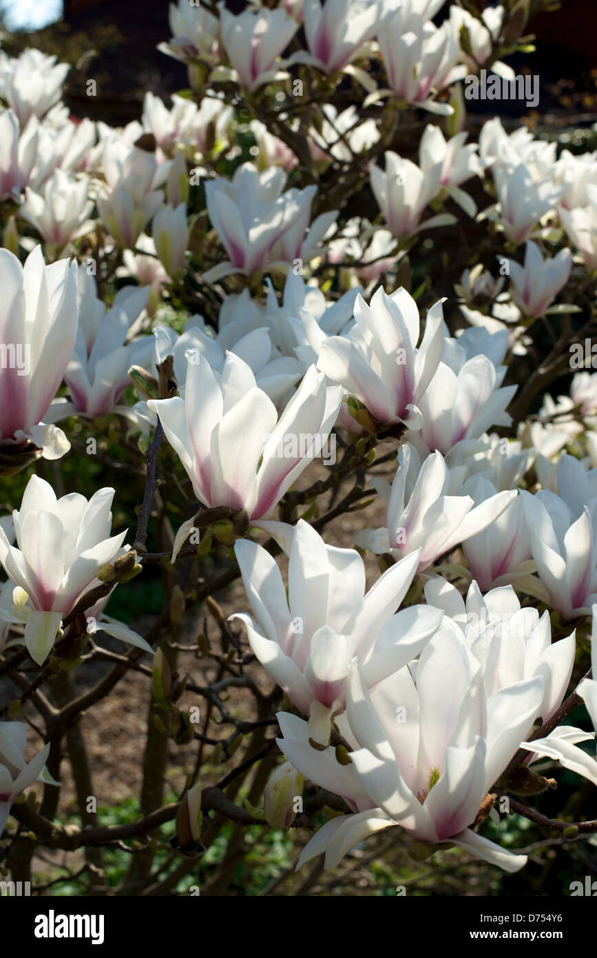 Magnolia Alba Superba shrub flowering in a sunny Surrey garden border ...