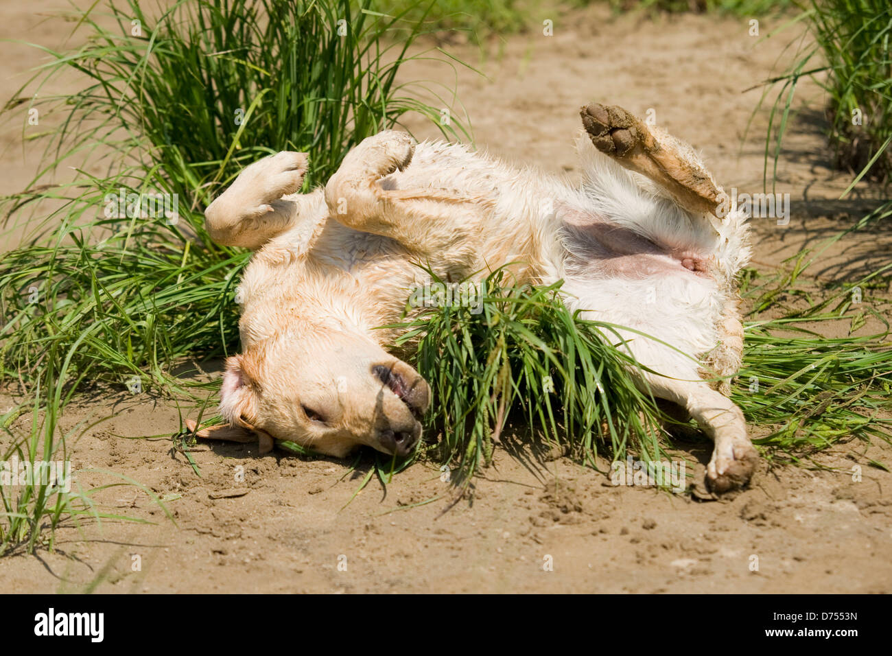 rolling Labrador Retriever Stock Photo - Alamy