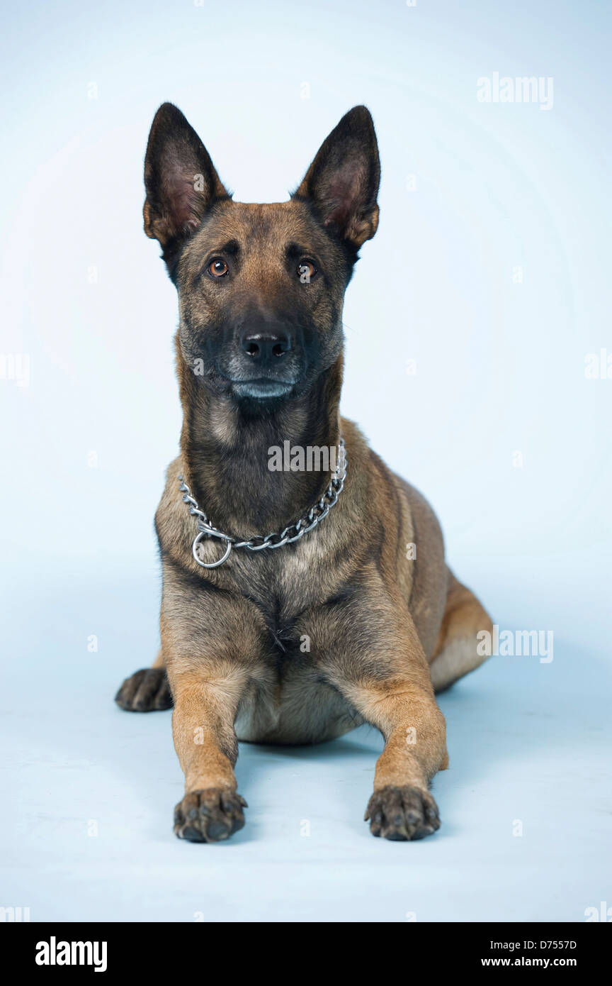 Malinoiss hi-res stock photography and images - Alamy