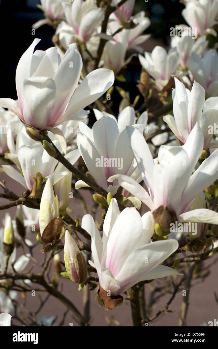 Magnolia Alba Superba shrub flowering in a sunny Surrey garden border ...