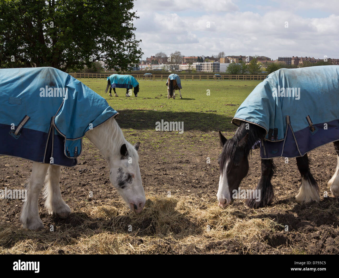 Horses in a paddock at Lee Valley Riding Centre and nature reserve in ...