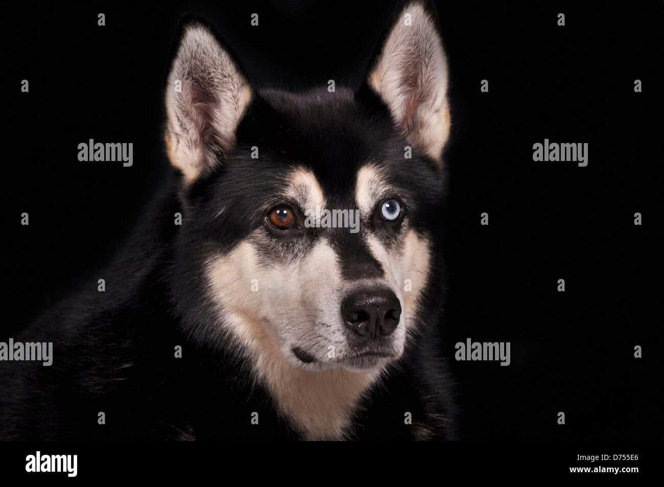 Siberian Husky Portrait Stock Photo - Alamy