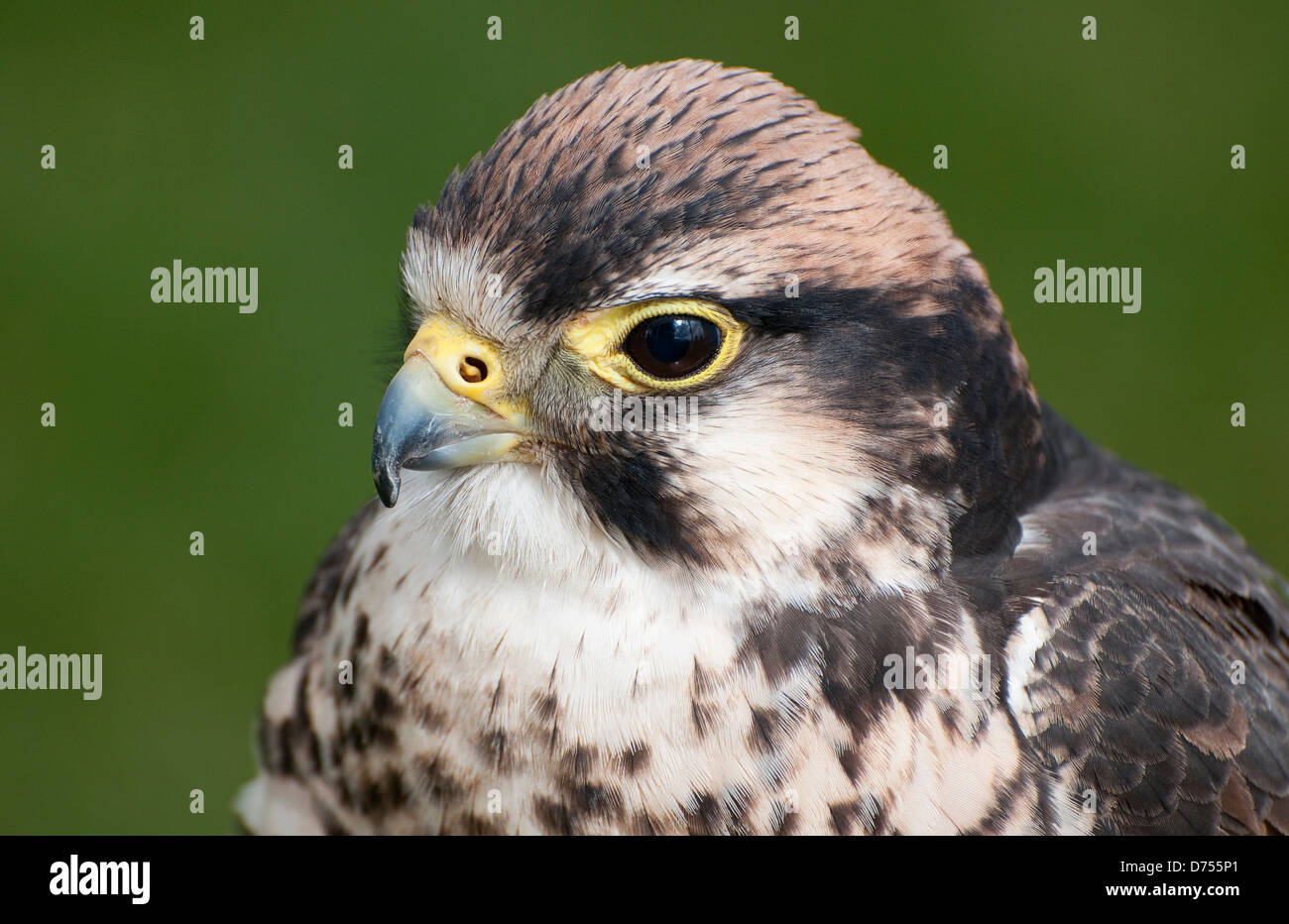 Lanner falcon close up hi-res stock photography and images - Alamy
