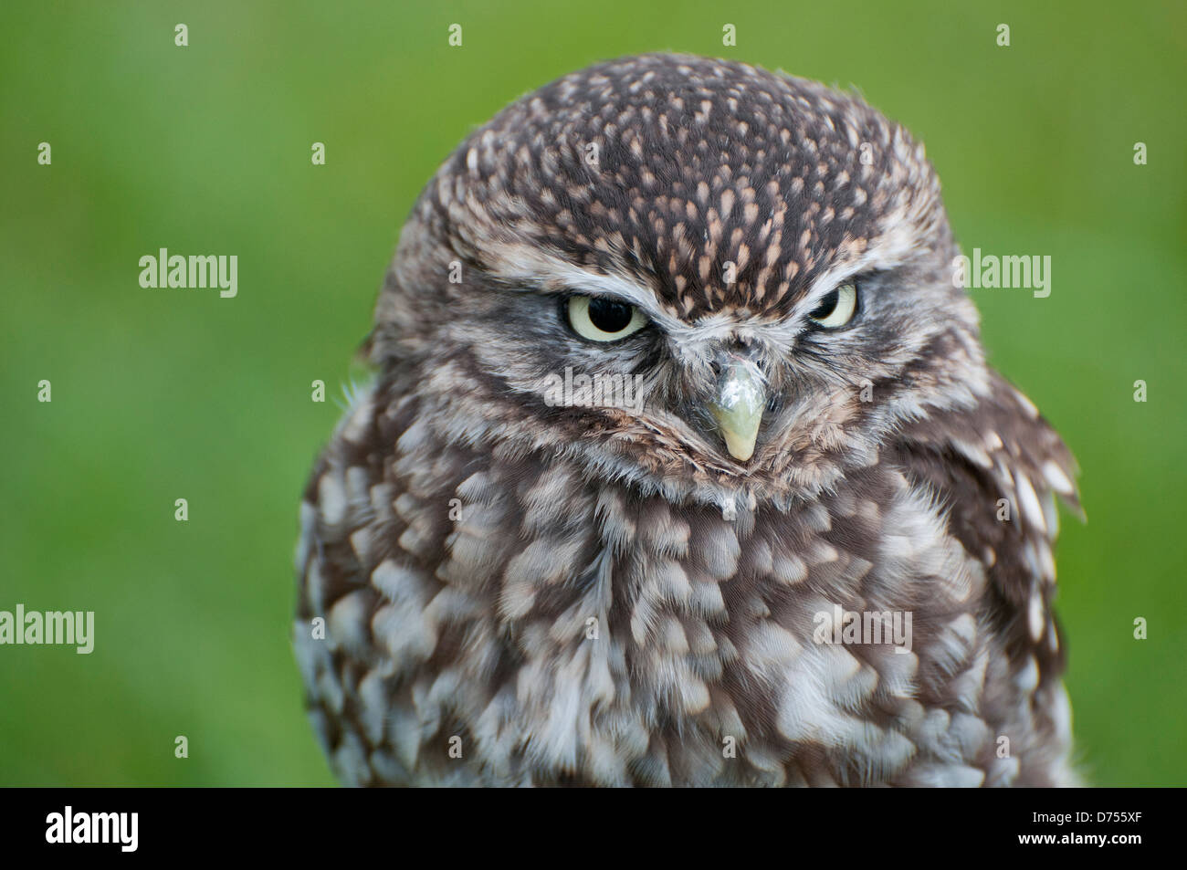 Little owl face hi-res stock photography and images - Alamy