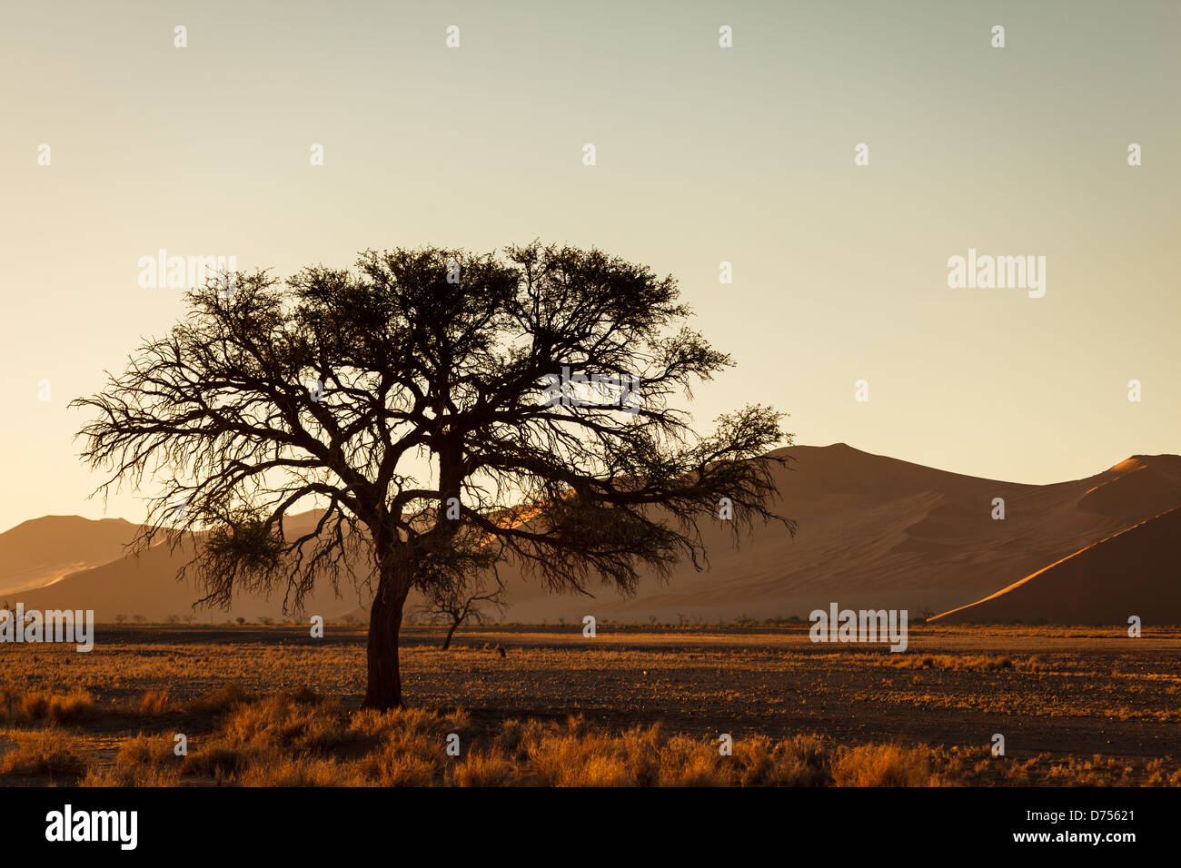 red Namibian desert dunes in morning sun with tree foreground Stock ...