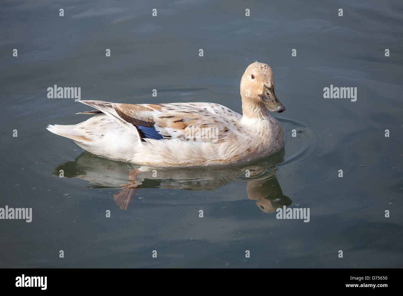 Female Mallard Duck (Anas platyrhynchos) resting peacefully near the ...