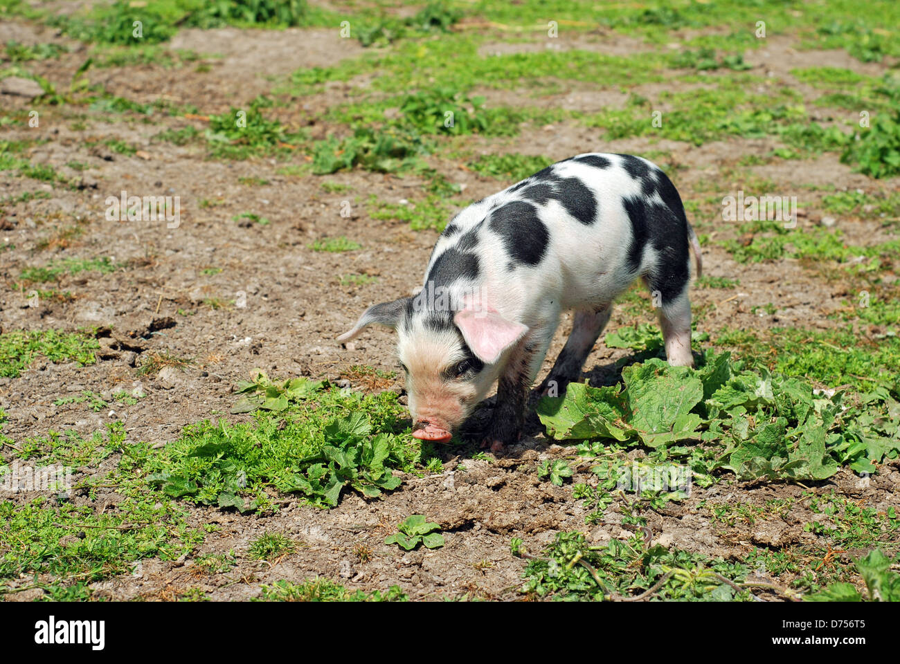 Domestic pig standing in mud hi-res stock photography and images - Alamy