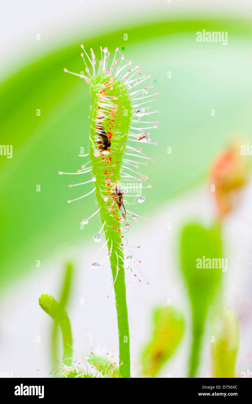 Carnivorous plant Drosera Sp Stock Photo - Alamy