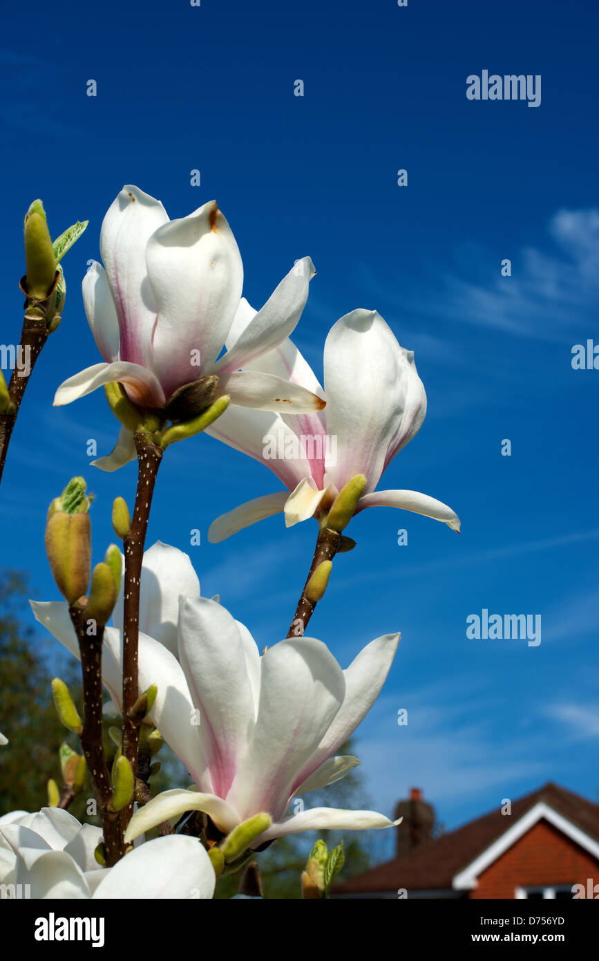 Magnolia Alba Superba shrub flowering in a sunny Surrey garden border ...