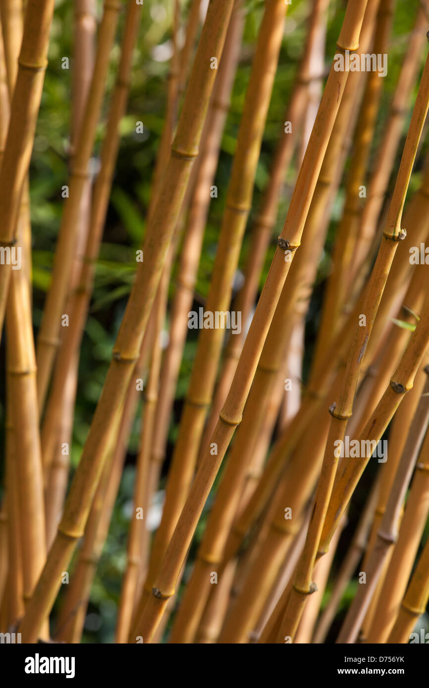 Bamboo bambusoideae hi-res stock photography and images - Alamy