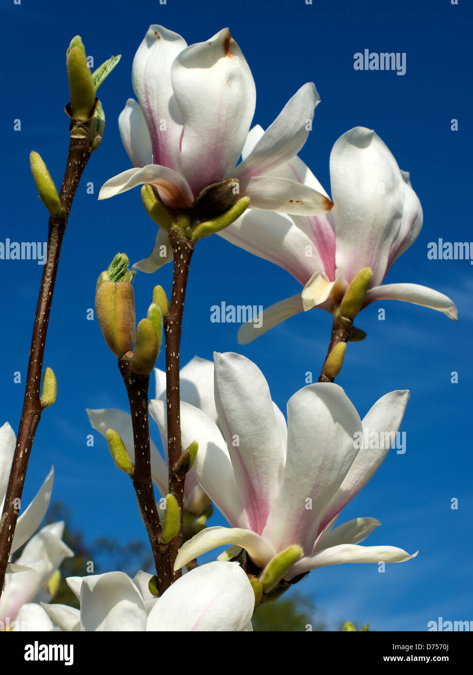 Magnolia Alba Superba shrub flowering in a sunny Surrey garden border ...