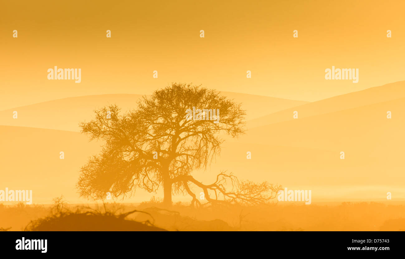 Tree silhouetted against Namibian desert dunes with yellow tones Stock ...