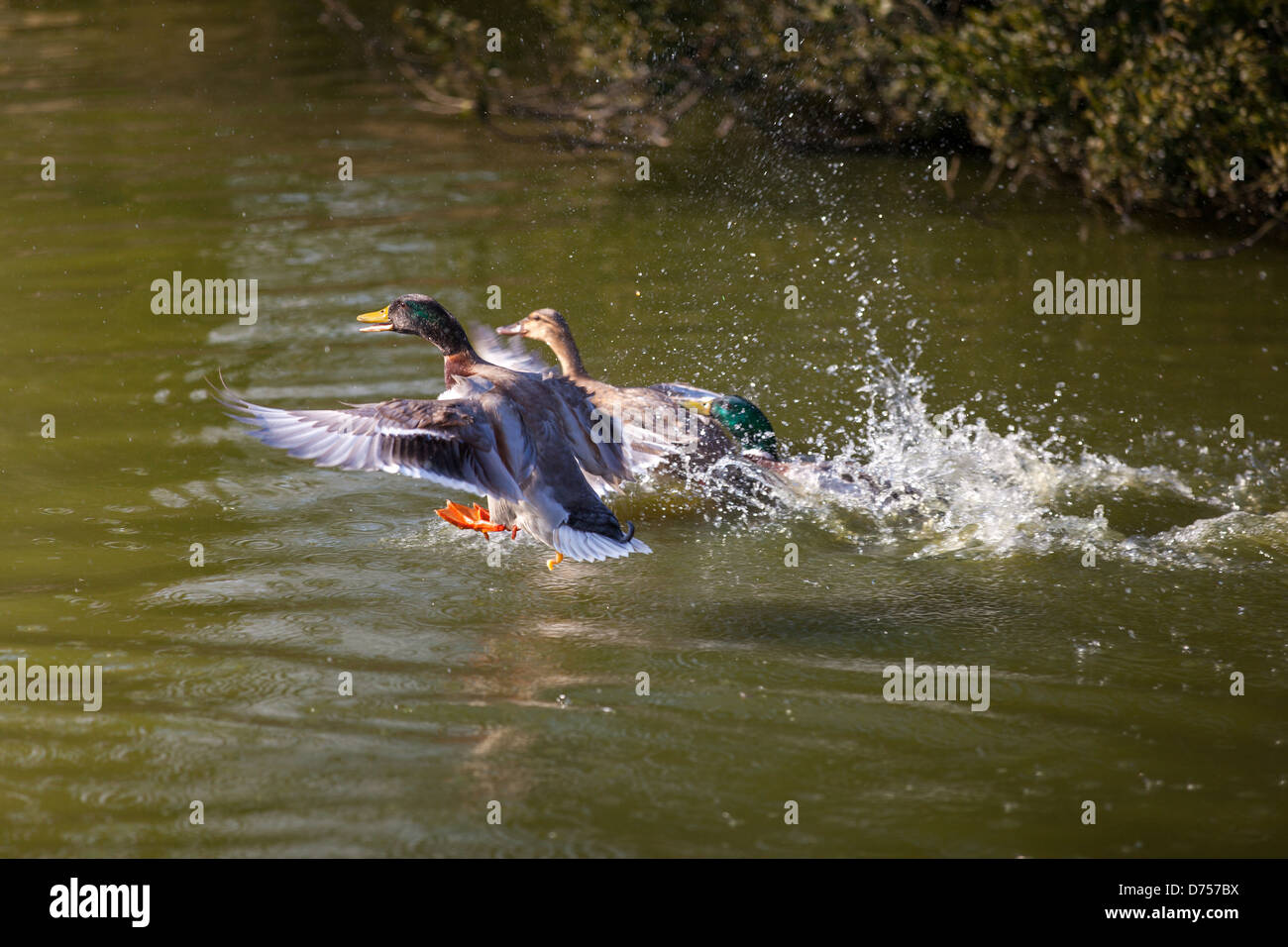 Duck flying over water hi-res stock photography and images - Alamy